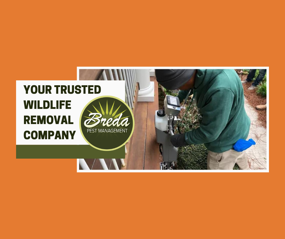 Your Trusted Wildlife Removal Company | Breda Pest Management