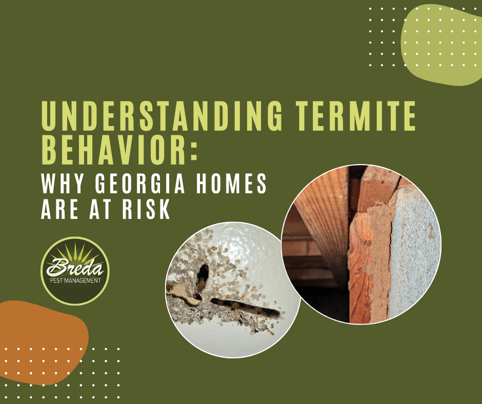 Understanding Termite Behavior: Homes at Risk in Georgia | Breda Pest ...