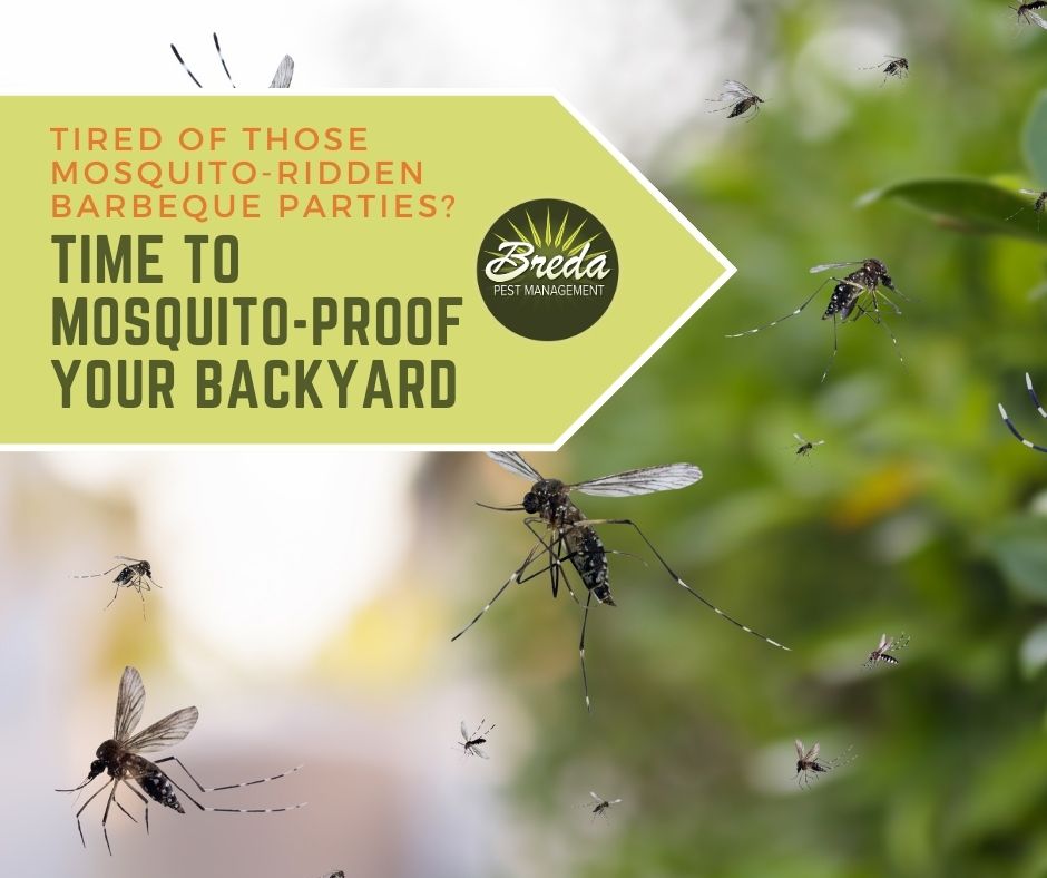 How to Mosquito-Proof Your Backyard In Time For Spring | Breda Pest ...