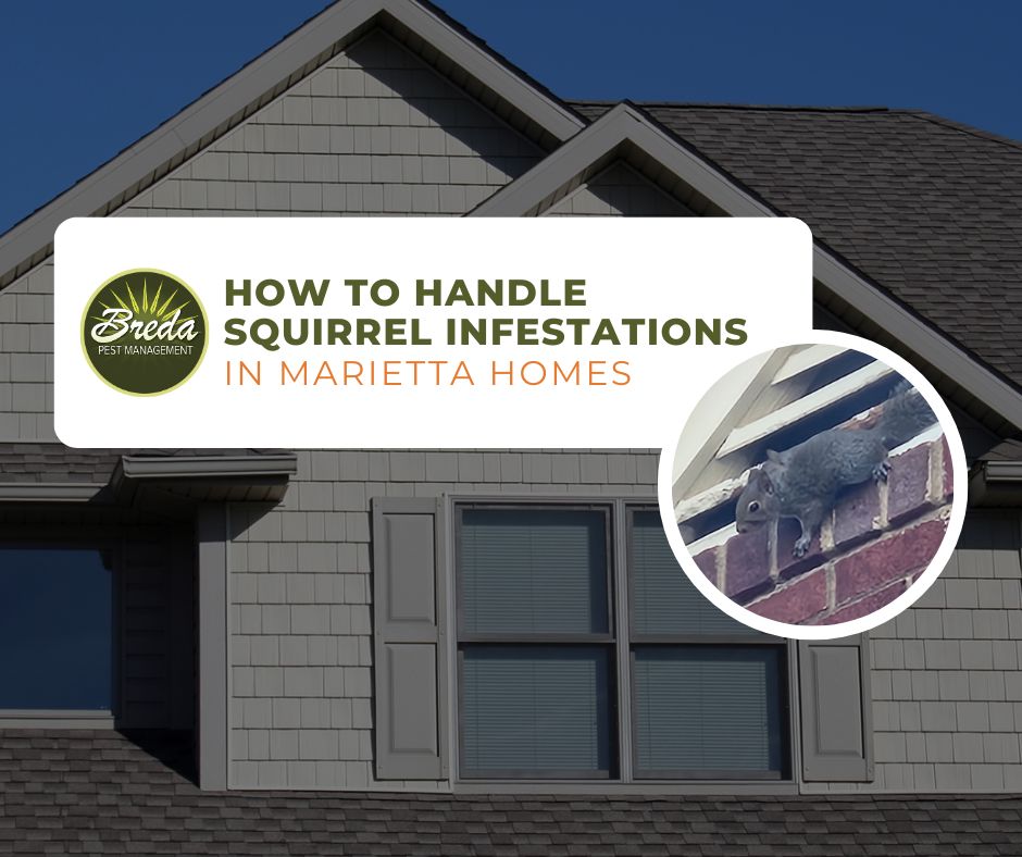 How to Handle Squirrel Infestations in Marietta Homes | Breda Pest ...