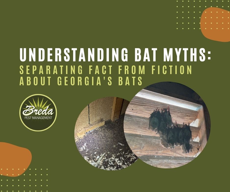 Georgia Bat Myths: Separating Fact from Fiction | Breda Pest Management