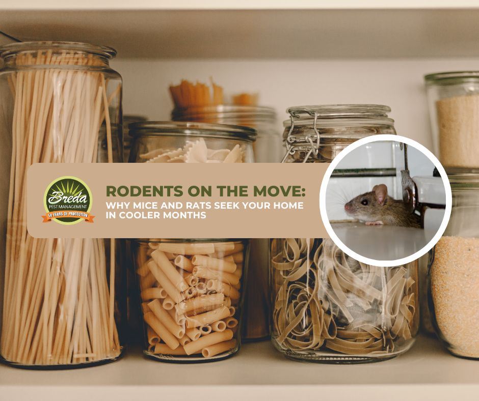 Why Mice and Rats Invade Homes During Cooler Months | Breda Pest Management