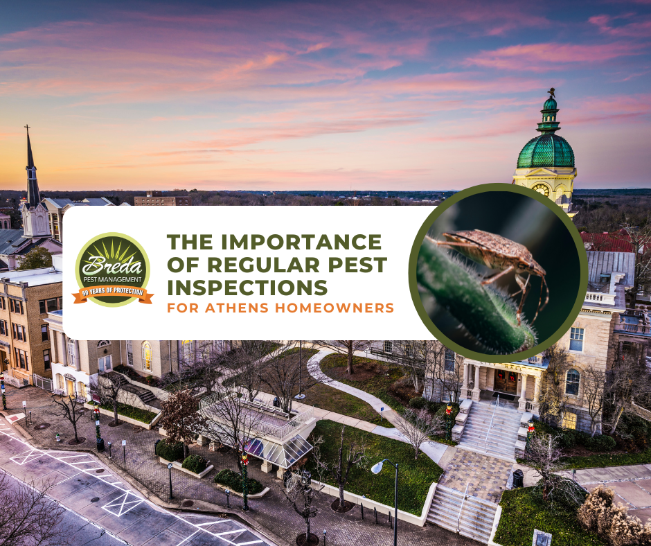 Essential Pest Inspections for Athens Homeowners | Breda Pest Management