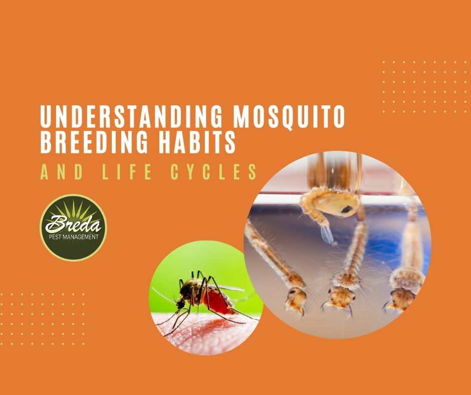Understanding Mosquito Breeding Habits and Life Cycles | Breda Pest ...