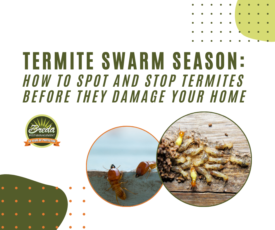 Termite Swarm Season: Identify and Prevent Infestations | Breda Pest ...