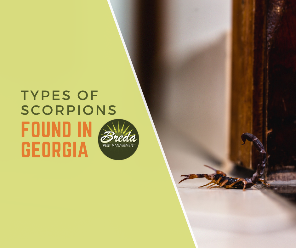 Types of Scorpions Found In Georgia | Breda Pest Management