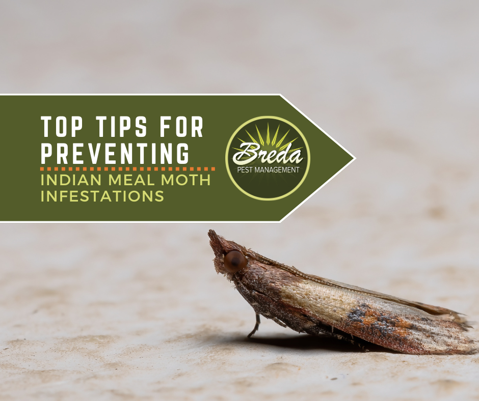 BREDA's Tips for Preventing Indian Meal Moth Infestations | Breda Pest ...