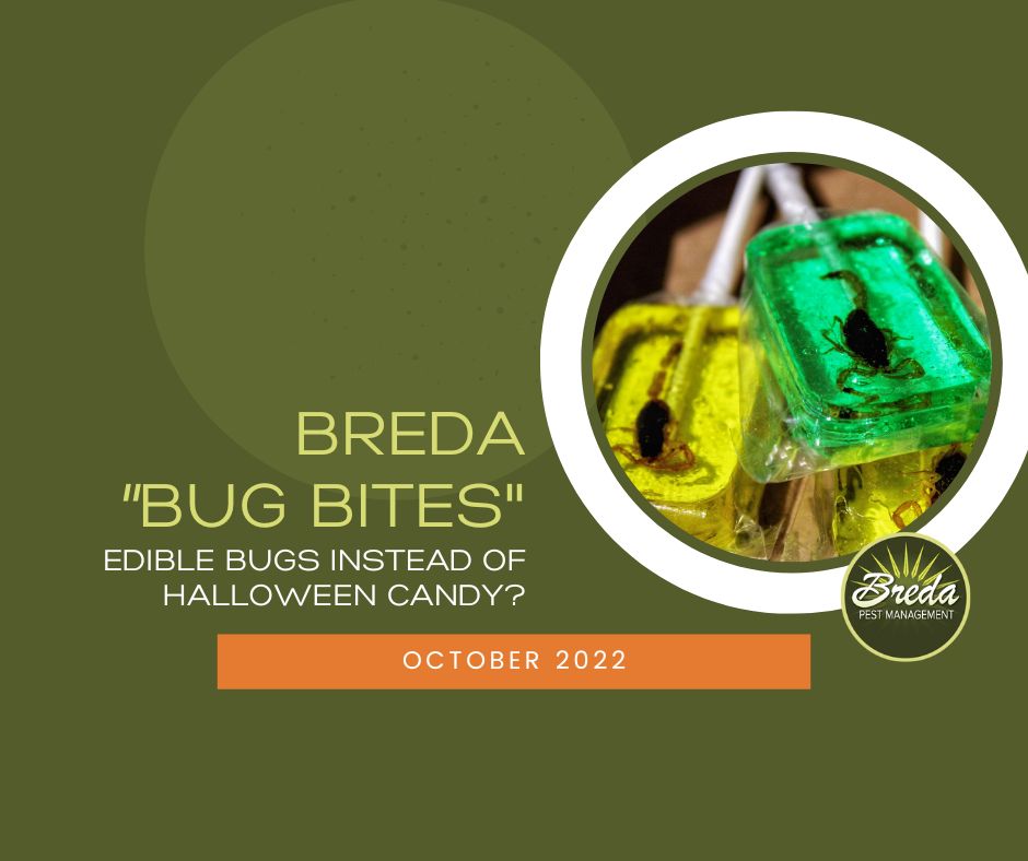 BREDA “Bug Bites” - Edible Bugs Instead of Halloween Candy? | Breda ...