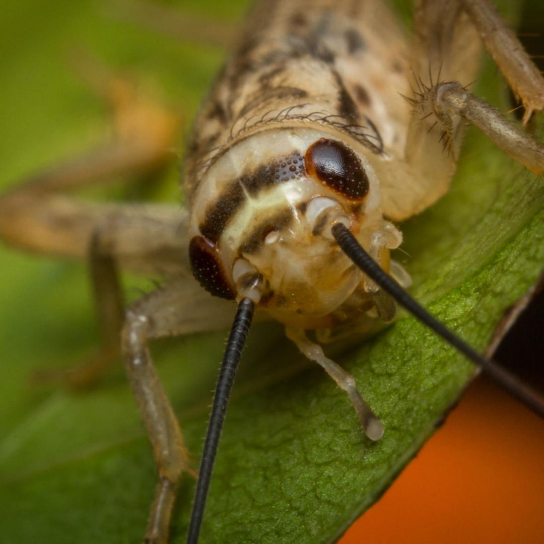 3 Common Pests to Watch Out For This Fall | Breda Pest Management