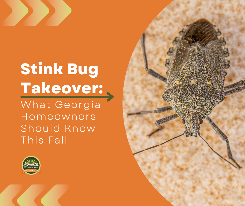 Stink Bug Takeover: Essential Fall Tips for Georgia Homes | Breda Pest Management