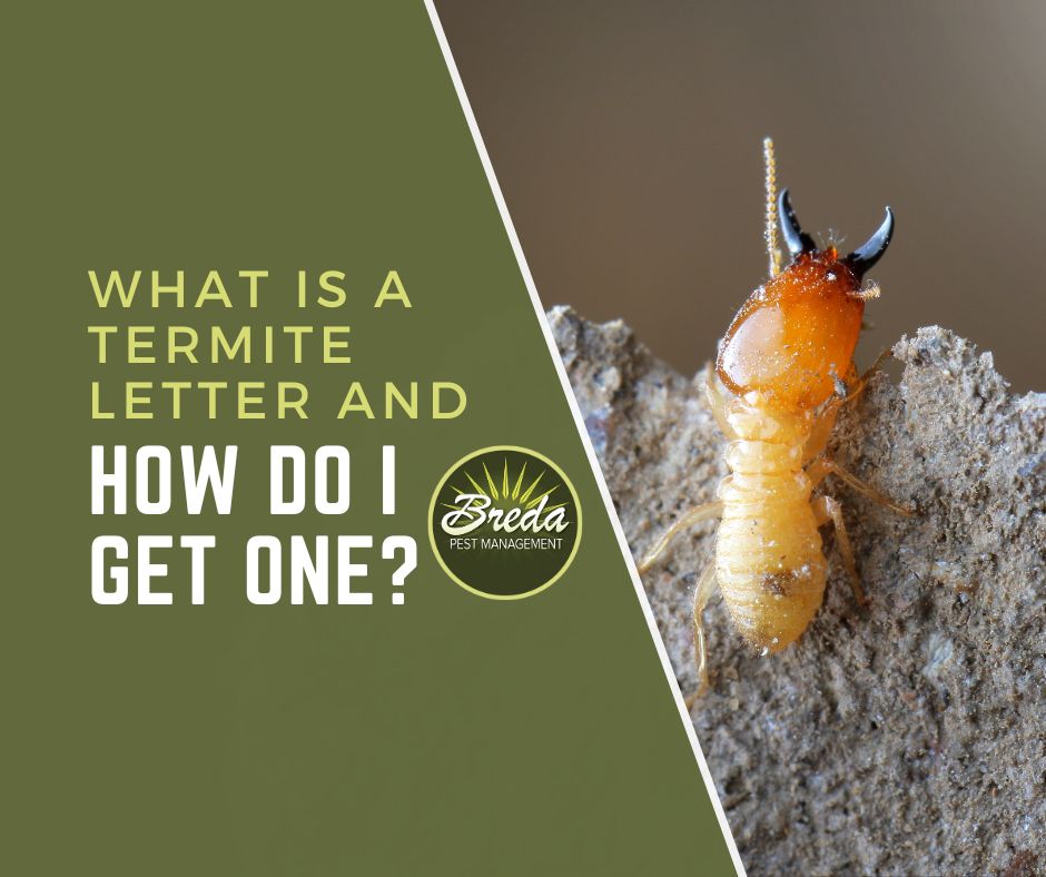 What is a Termite Letter and How Do I Get One? | Breda Pest Management