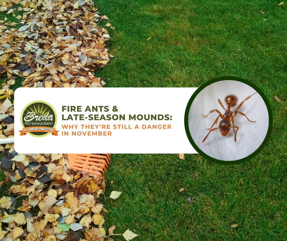 Fire Ants & Late-Season Mounds: Ongoing November Threat | Breda Pest ...