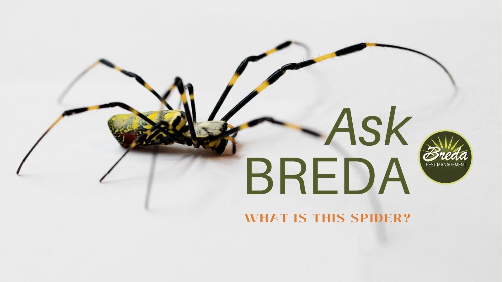 What Is This Spider? Meet the Joro Spider - Ask BREDA | Breda Pest ...