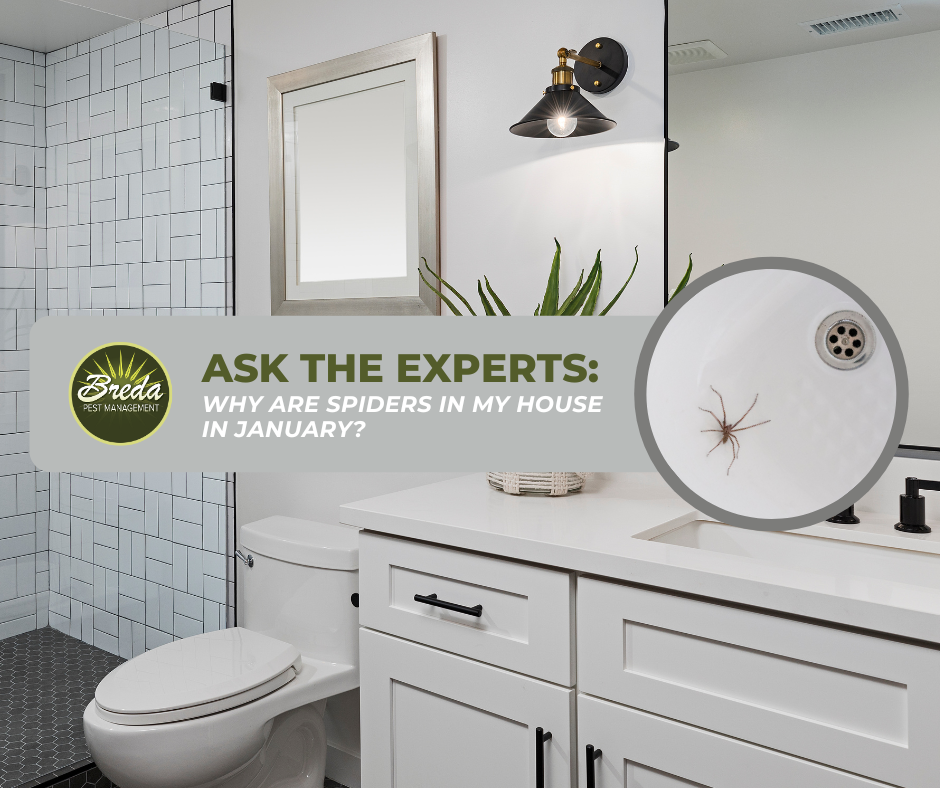 Ask the Experts: Why Are Spiders in My House in January? | Breda Pest ...