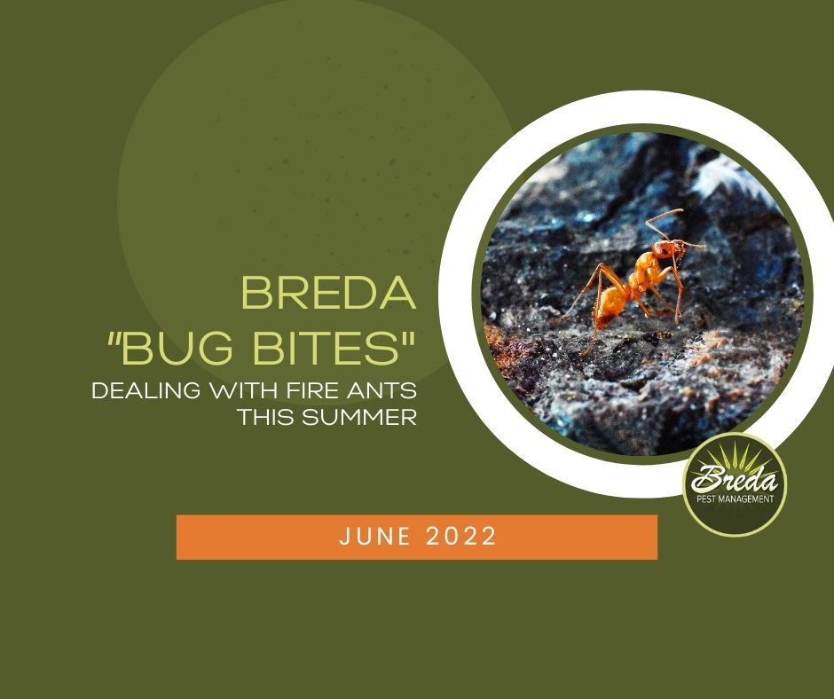 BREDA “Bug Bites” — Dealing with Fire Ants This Summer | Breda Pest ...