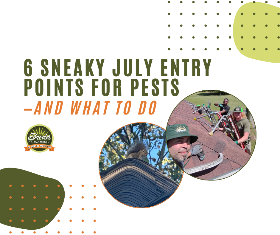 6 Sneaky July Entry Points for Pests in Your Home | Breda Pest Management