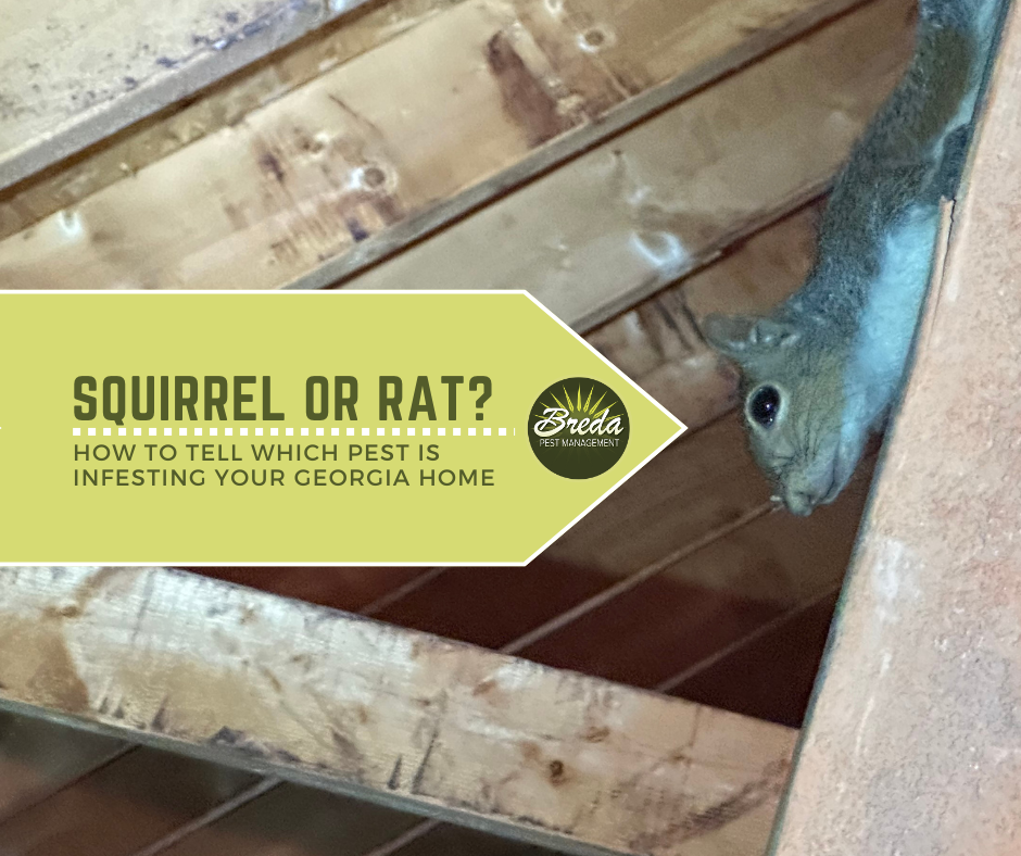 Squirrel or Rat? Which Pest Is Infesting Your Georgia Home | Breda Pest ...