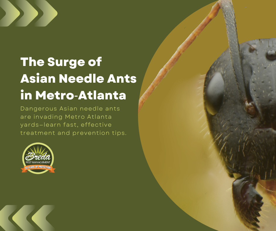 July Pest Alert: Asian Needle Ants Surge in Metro-Atlanta | Breda Pest ...