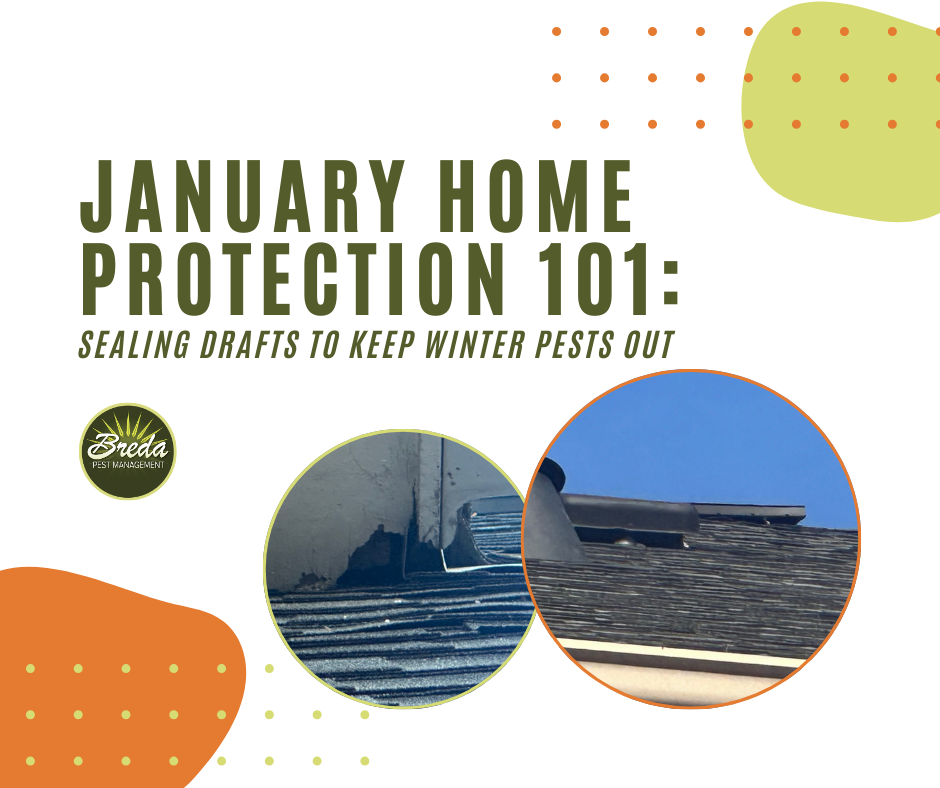 Seal Drafts in January to Prevent Winter Pests | Breda Pest Management