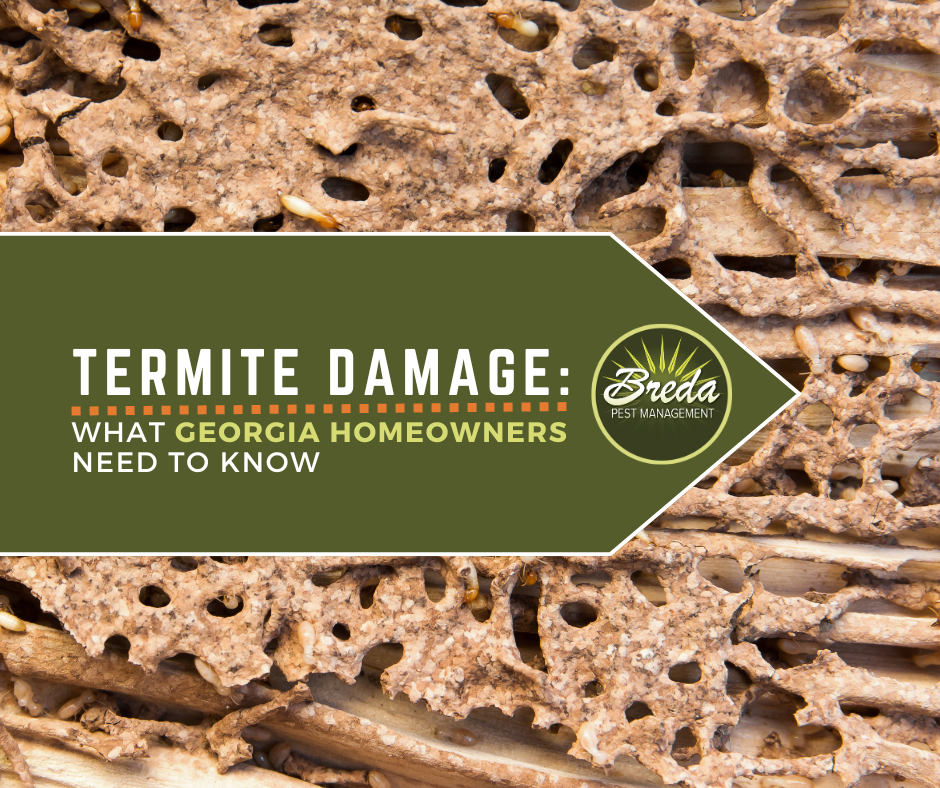 Termite Damage: What Georgia Homeowners Need to Know | Breda Pest ...