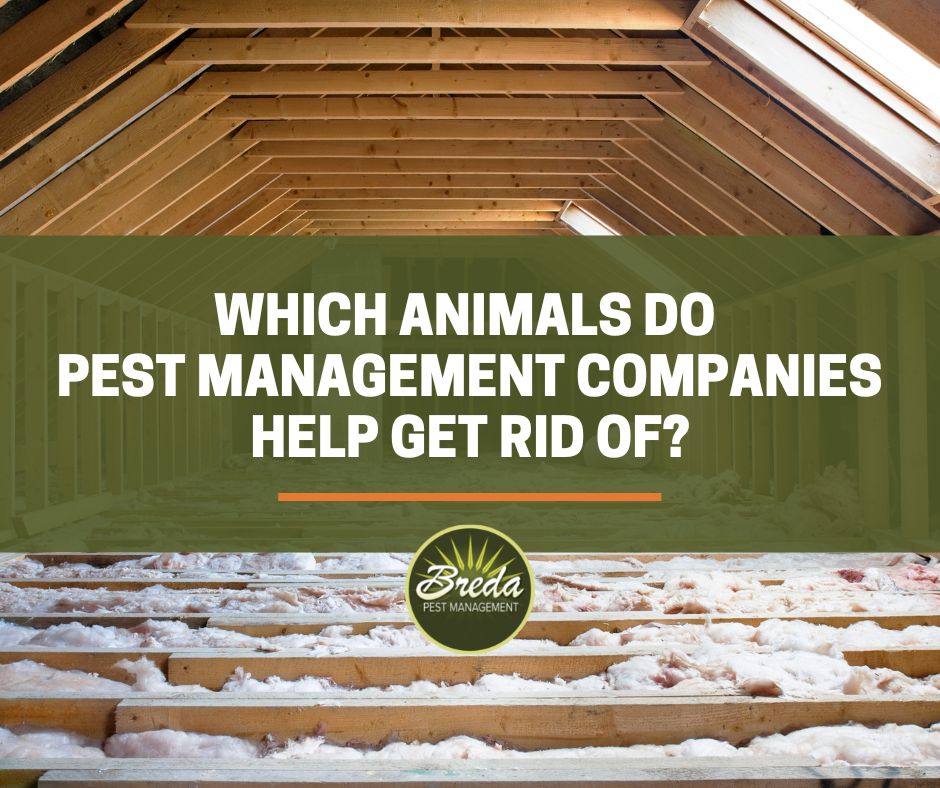 Which Animals Do Pest Management Companies Help Get Rid Of? | Breda ...