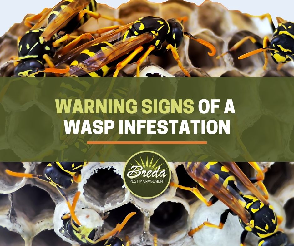Warning Signs of a Wasp Infestation | Breda Pest Management
