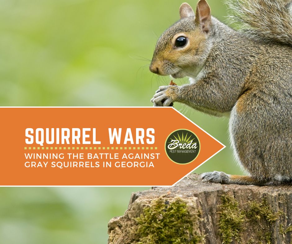 Squirrel Wars: Winning Against Gray Squirrels in Georgia | Breda Pest ...
