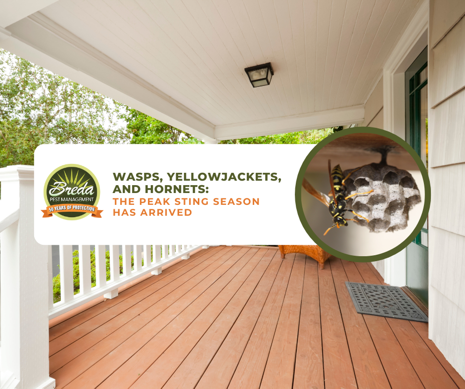 Wasps, Yellowjackets & Hornets: Peak Sting Season Alert | Breda Pest ...