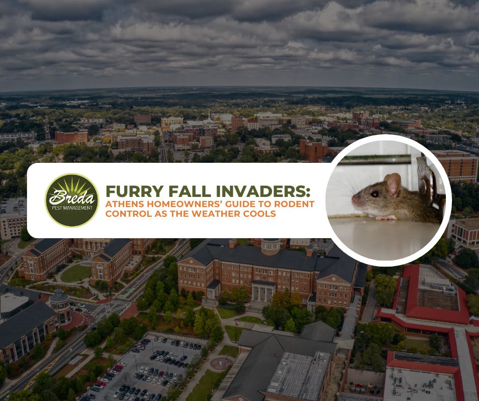 Furry Fall Invaders: Athens Guide to Fall Rodent Control | Breda Pest ...