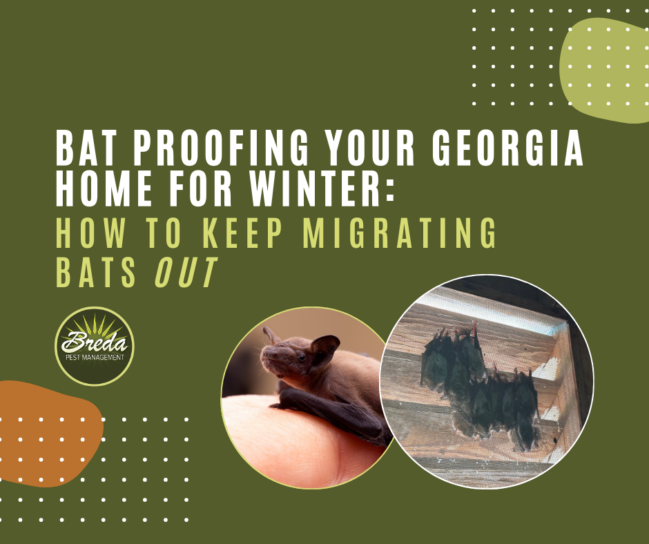 Bat-Proofing Your Georgia Home: Keep Migrating Bats Out | Breda Pest ...