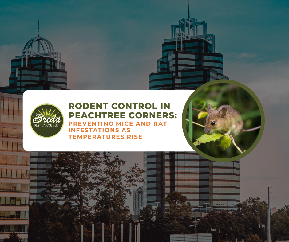 Effective Rodent Control in Peachtree Corners | Breda Pest Management