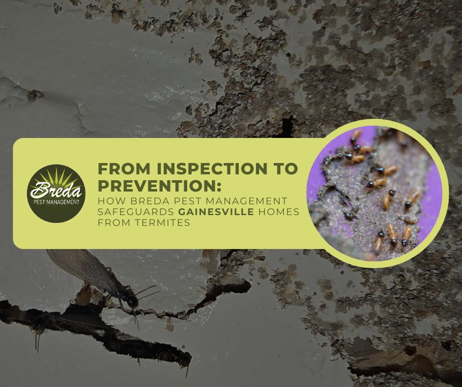 BREDA Pest Management Termite Prevention In Gainesville | Breda Pest ...