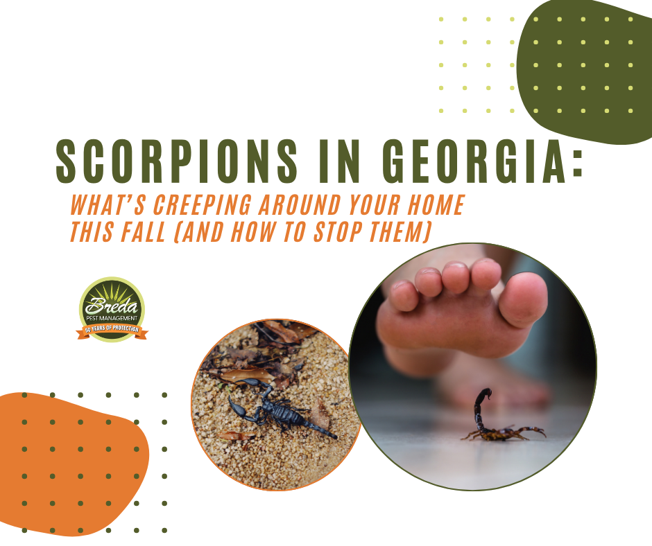 Scorpions in Georgia: Fall Home Prevention Tips | Breda Pest Management