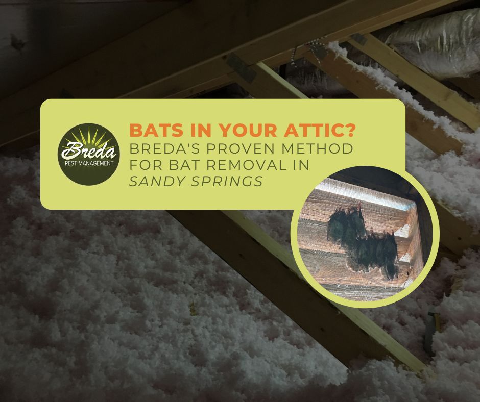 Bats in Your Attic? Method for Bat Removal in Sandy Springs | Breda ...