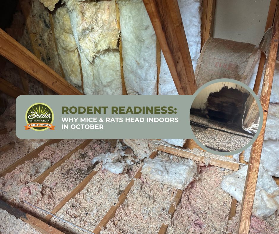 Rodent Readiness: Why Mice & Rats Head Indoors in October | Breda Pest ...