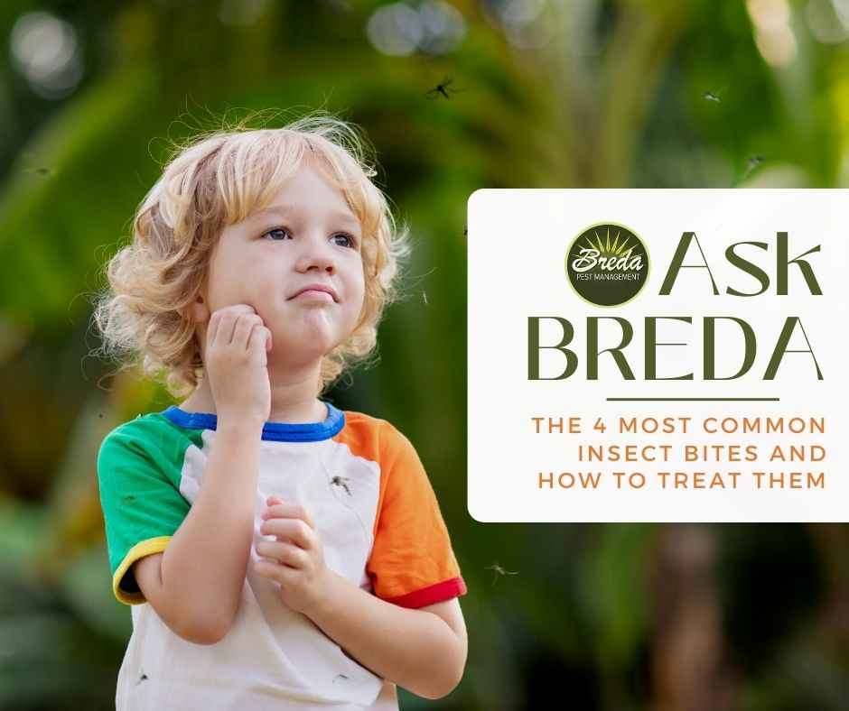 The 4 Most Common Insect Bites and How to Treat Them | Breda Pest ...