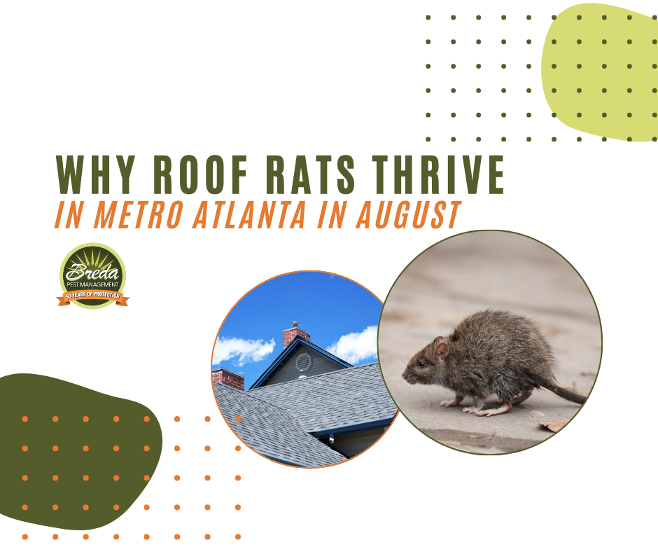 Why Roof Rats Thrive in Metro Atlanta in August | Breda Pest Management