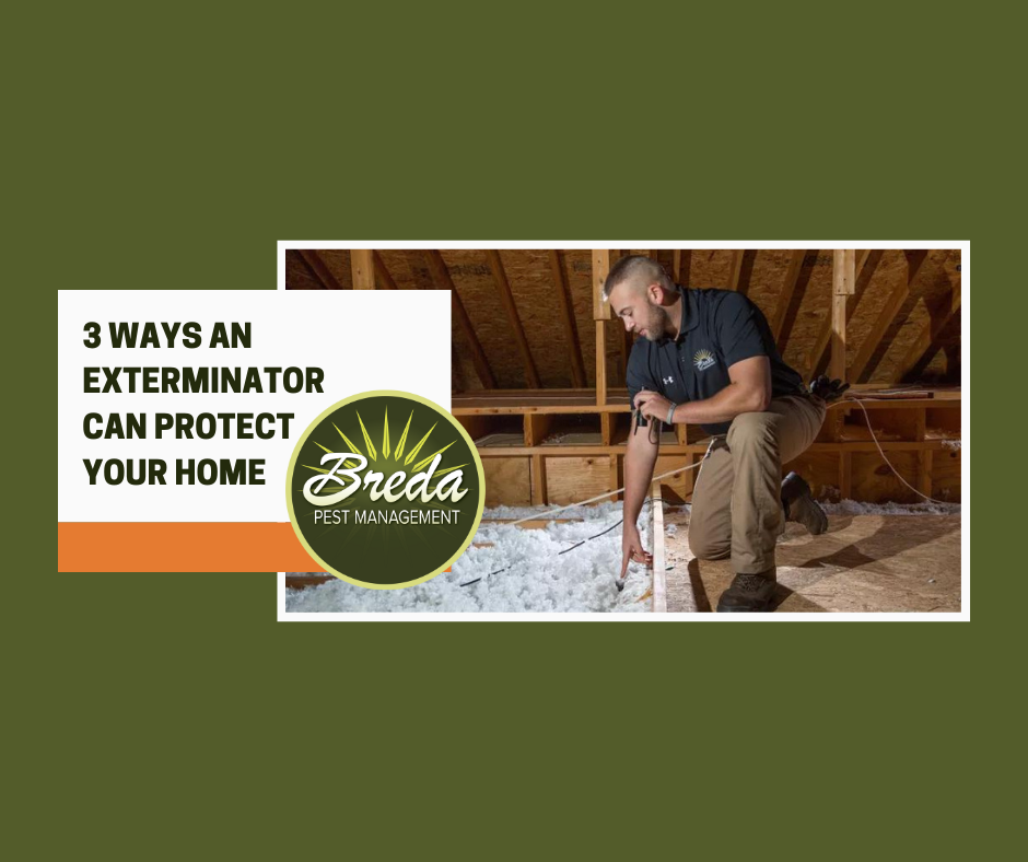 3 Ways an Exterminator Can Protect Your Home | Breda Pest Management