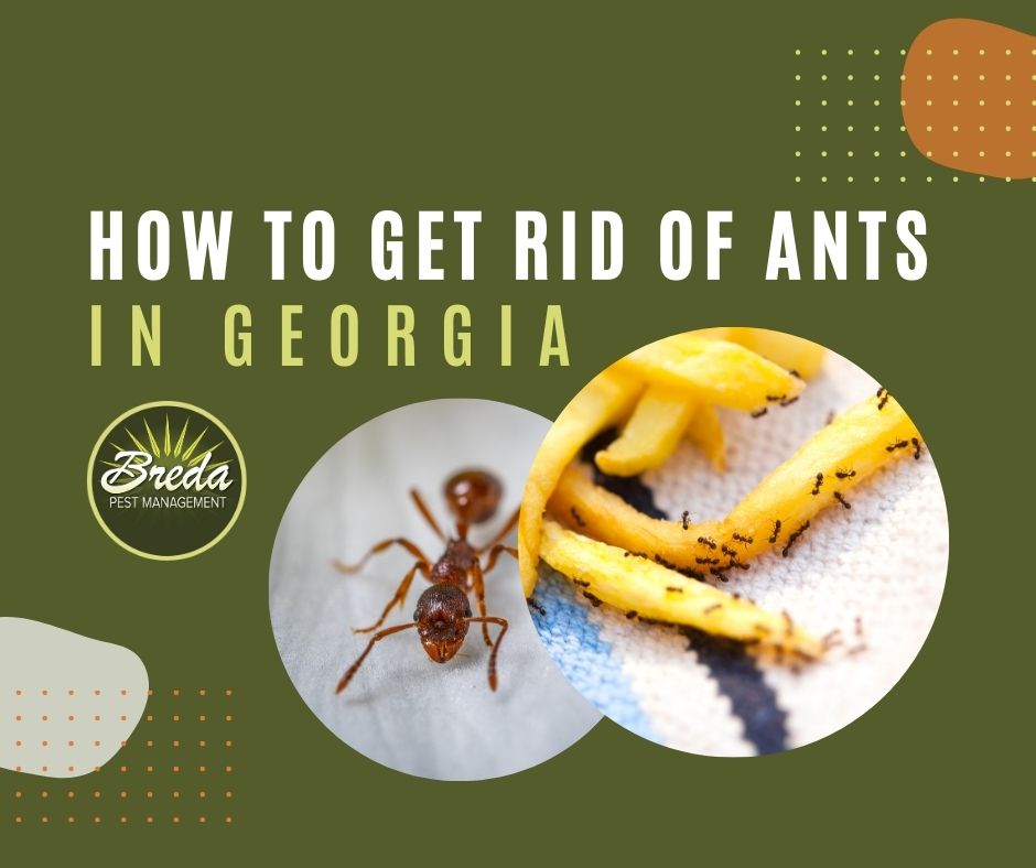 How to Get Rid of Ants in Georgia | Breda Pest Management