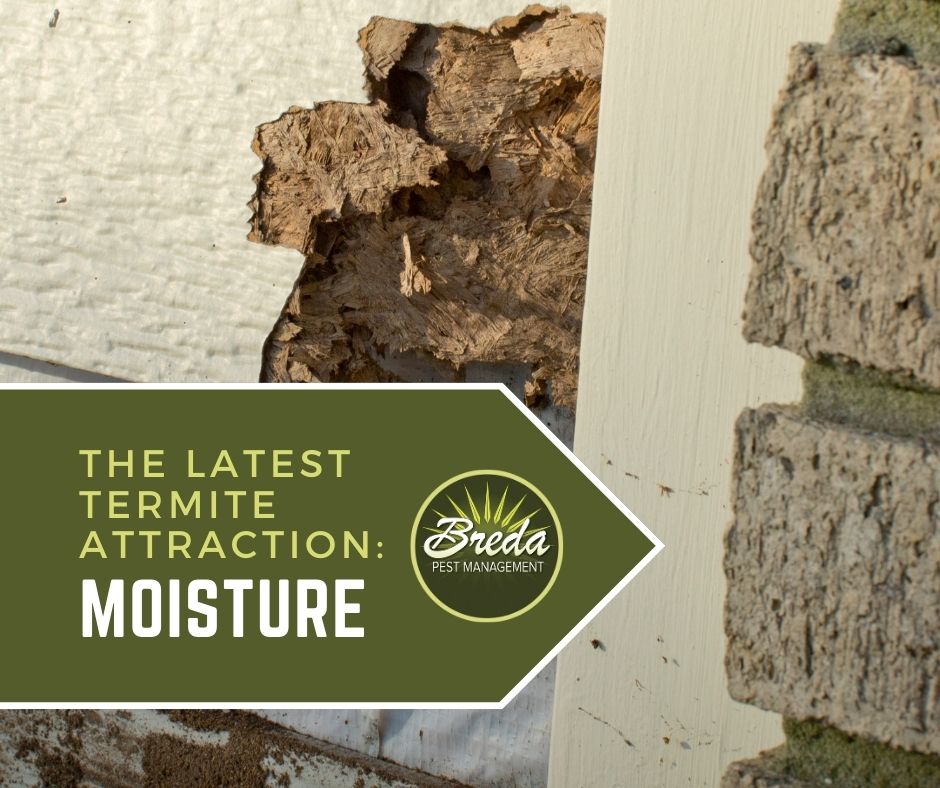 The Latest Termite Attraction—Moisture | Breda Pest Management