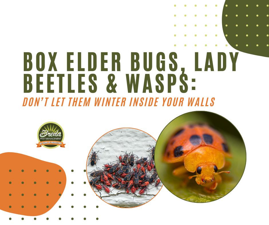 Prevent Box Elder Bugs, Lady Beetles & Wasps Indoors | Breda Pest ...