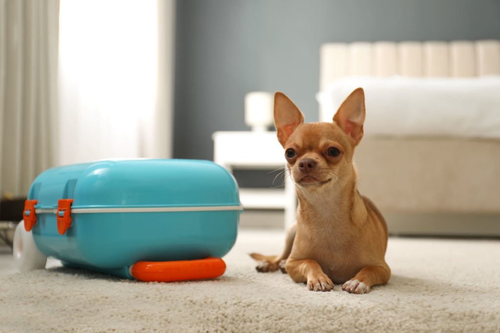 How To Prepare Your Dog For Boarding Forever Vets