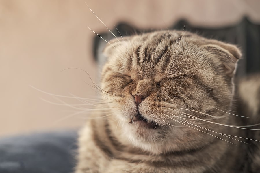 Why Is My Cat Sneezing Forever Vets Forever Vets