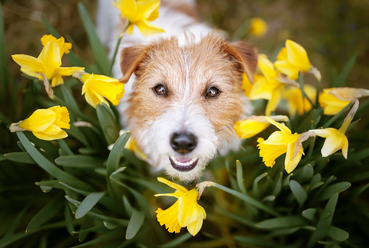 How to Prepare Your Pet for Spring | Forever Vets