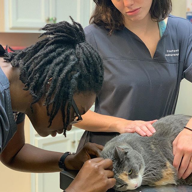 Routine Pet Exams | Preventive Care for your Dog or Cat | Four Paws ...