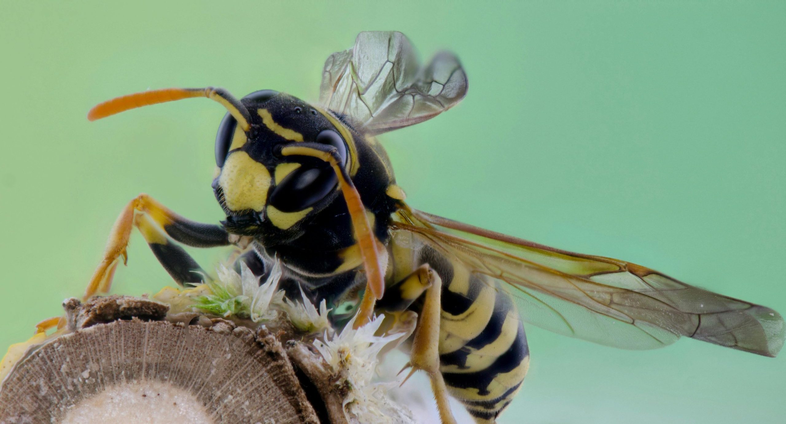 Wasp Myths Debunked: Separating Fact from Fiction | Solve Pest Pros