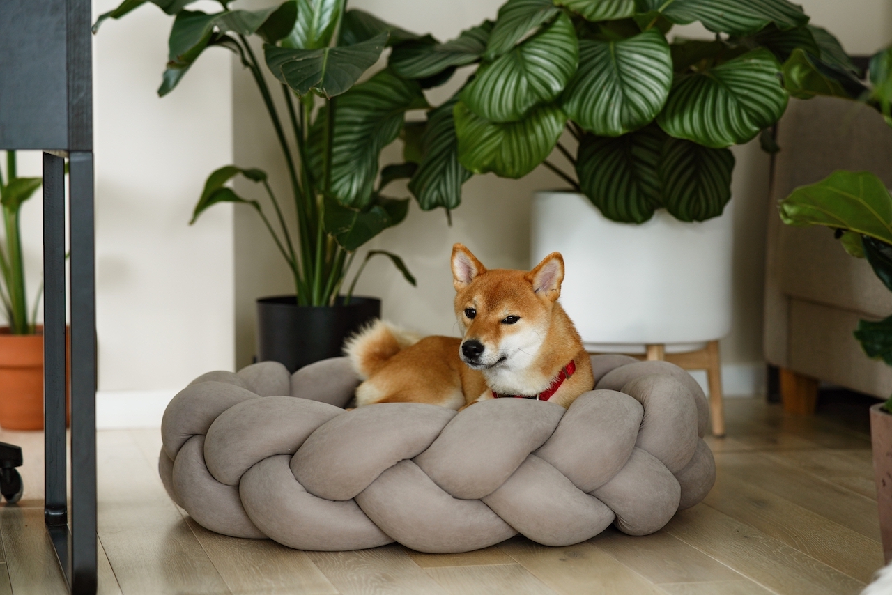 Life-Changing Storage Solutions for Pet Owners