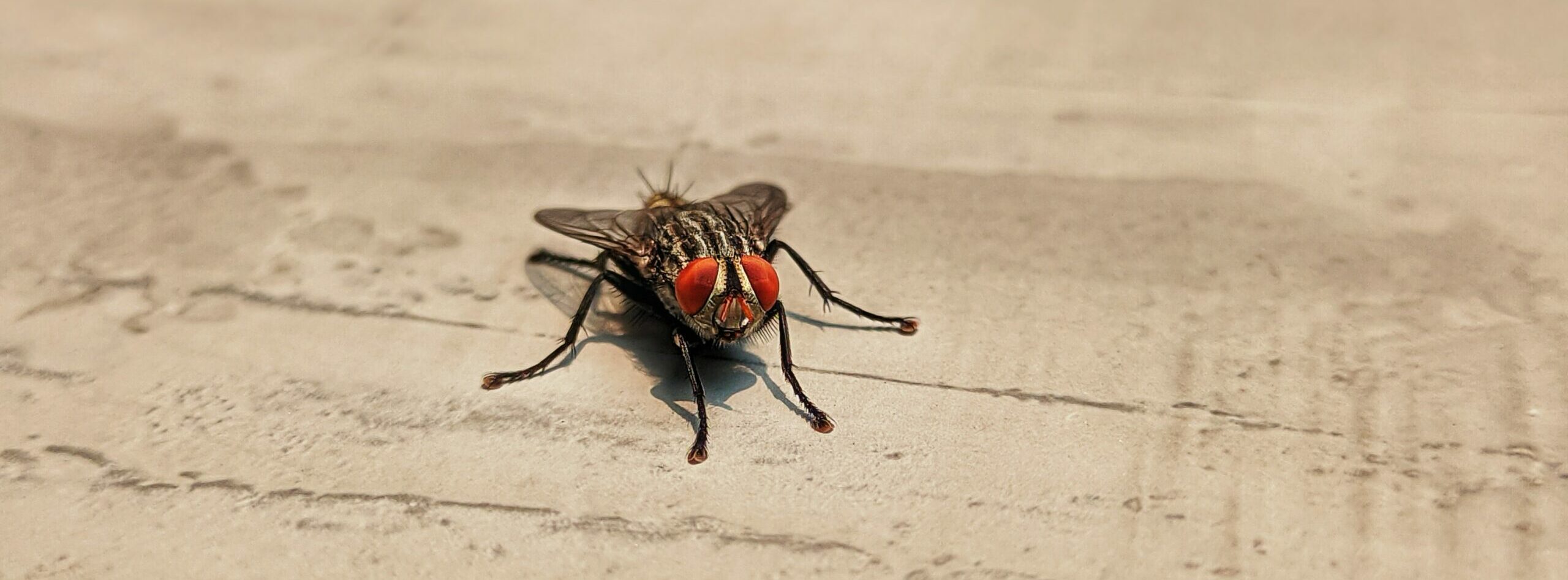 How to Keep Flies Out of Your Home | Mission Pest Control