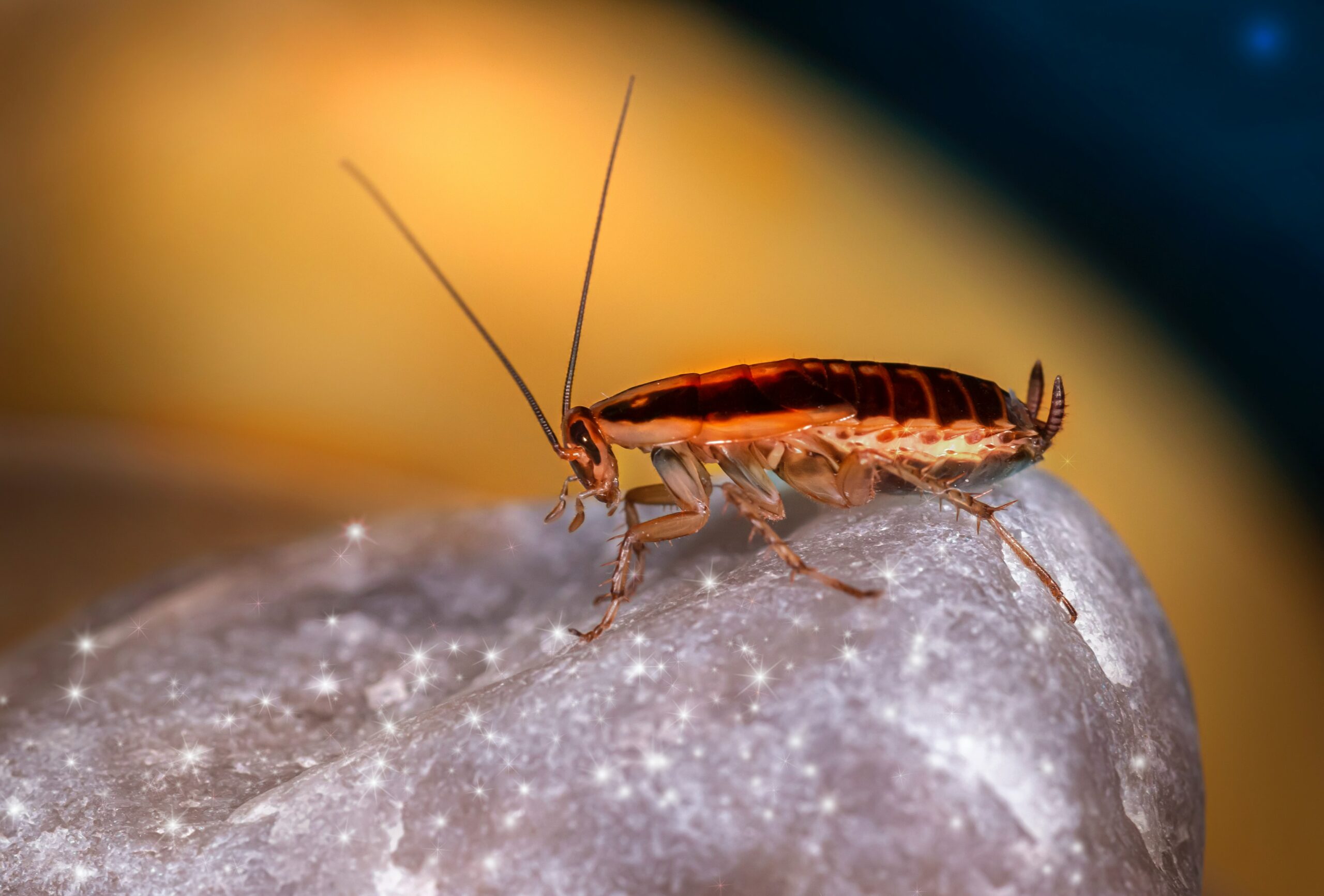 Cockroach Adaptations: How They've Survived For Millions of Years ...