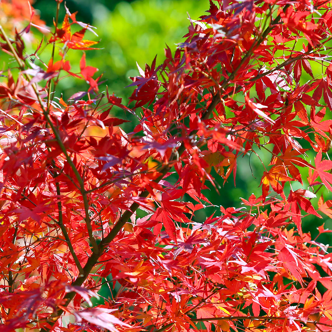 Trees & Shrubs for Fall Color | Armstrong Garden Centers
